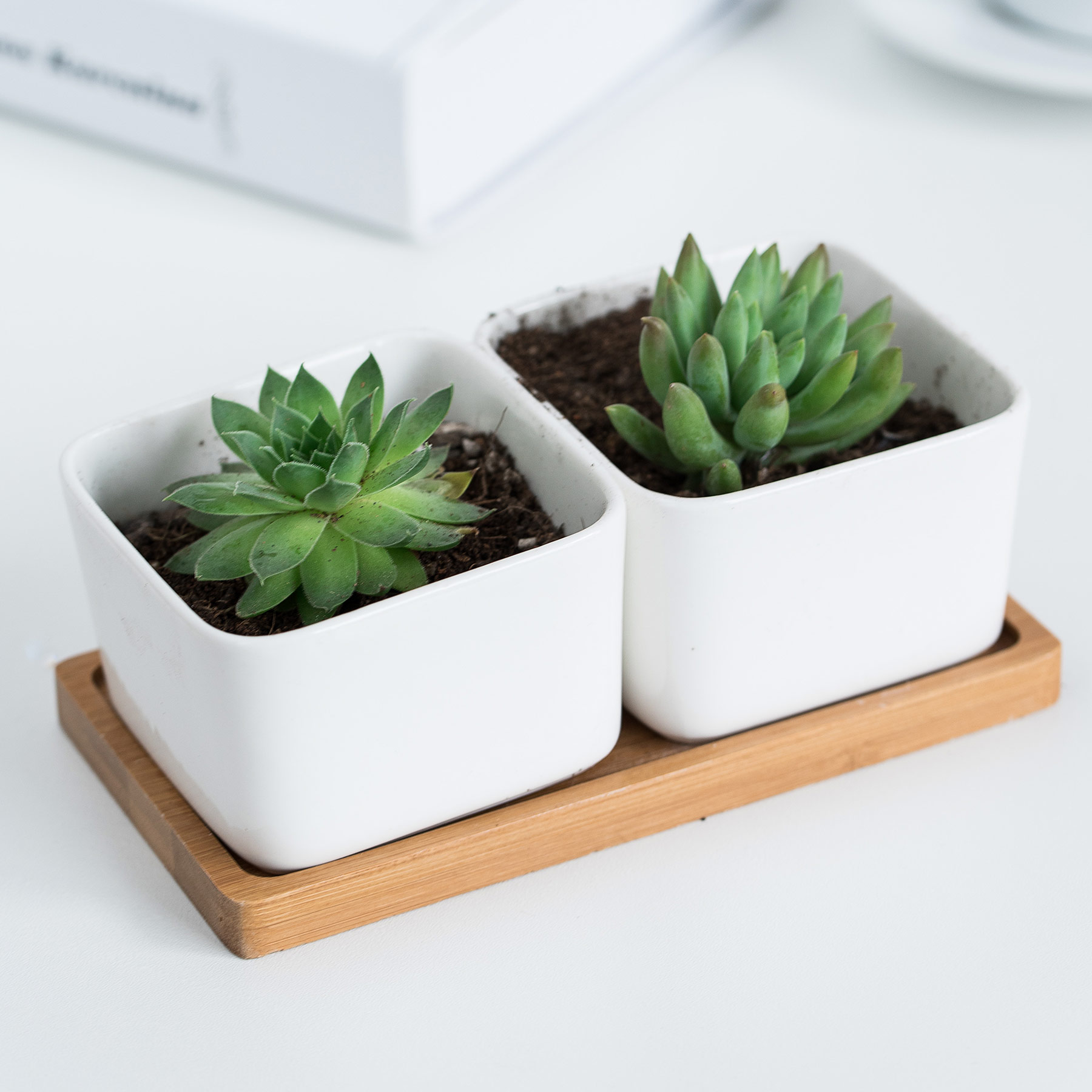 product-13 – Jasper Lo Limited